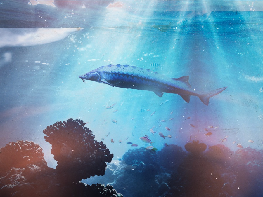Saving the Dinosaur Fish - Apple TV