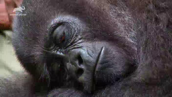 Gorilla School | Apple TV