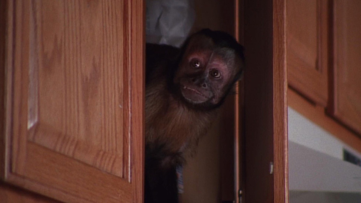 Monkey - Malcolm in the Middle (Series 3, Episode 22) - Apple TV (BE)