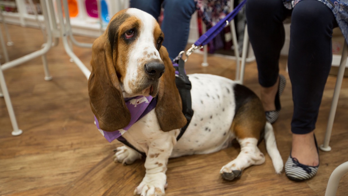 Barney, Tank & Mouse – The Supervet (Season 10, Episode 2) - Apple TV (NZ)