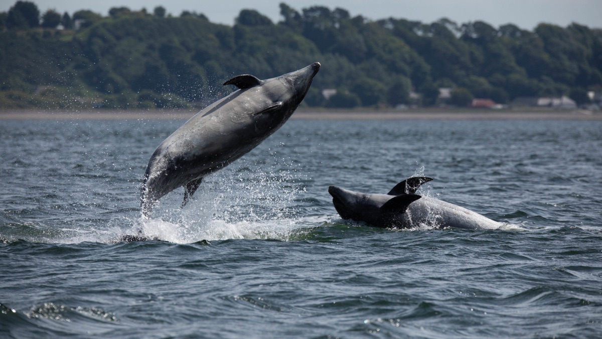 Freshwater - Wild Isles (Season 1, Episode 4) - Apple TV