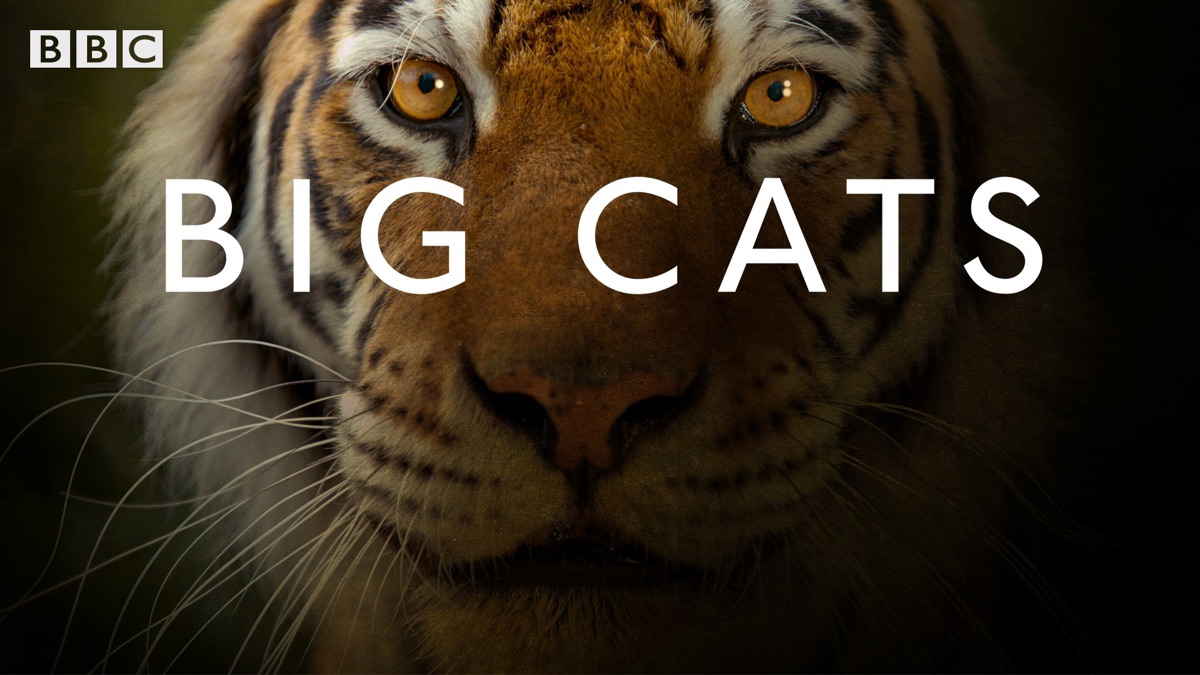 ‎Big Cats - Apple TV