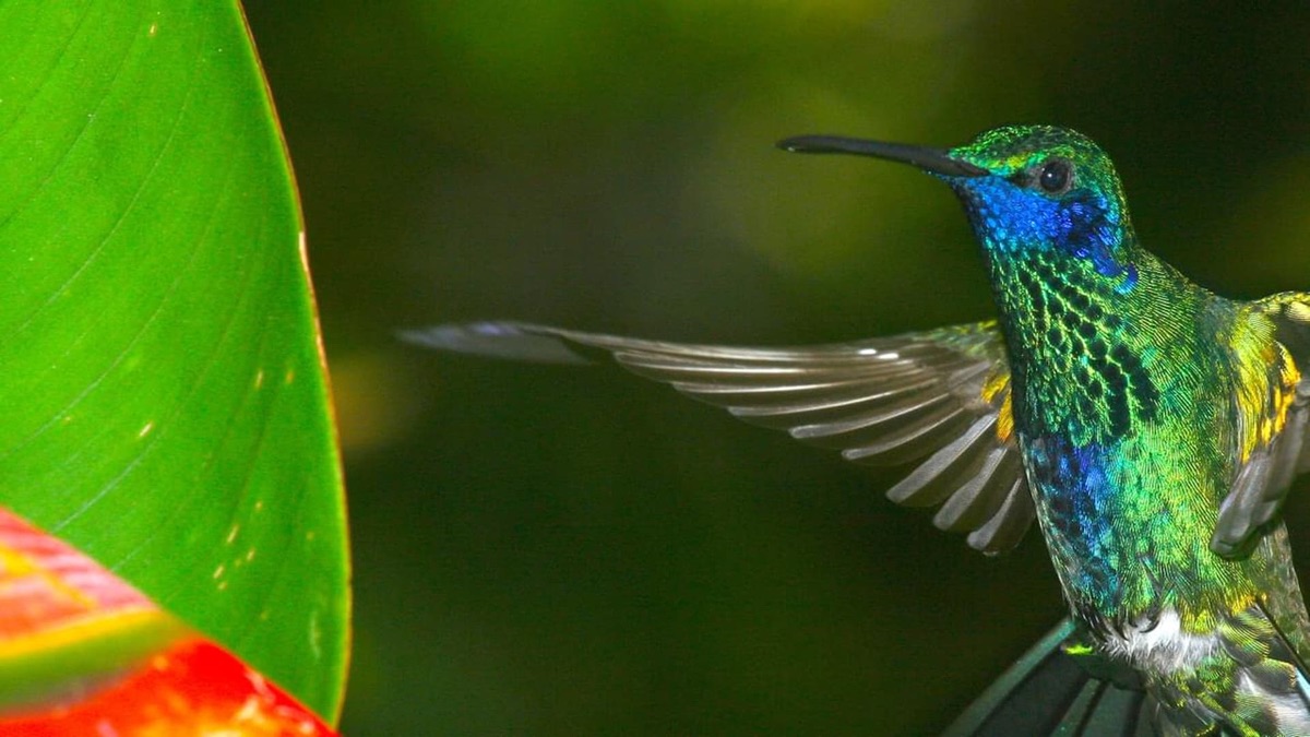 Magnificent Hummingbirds - Apple TV