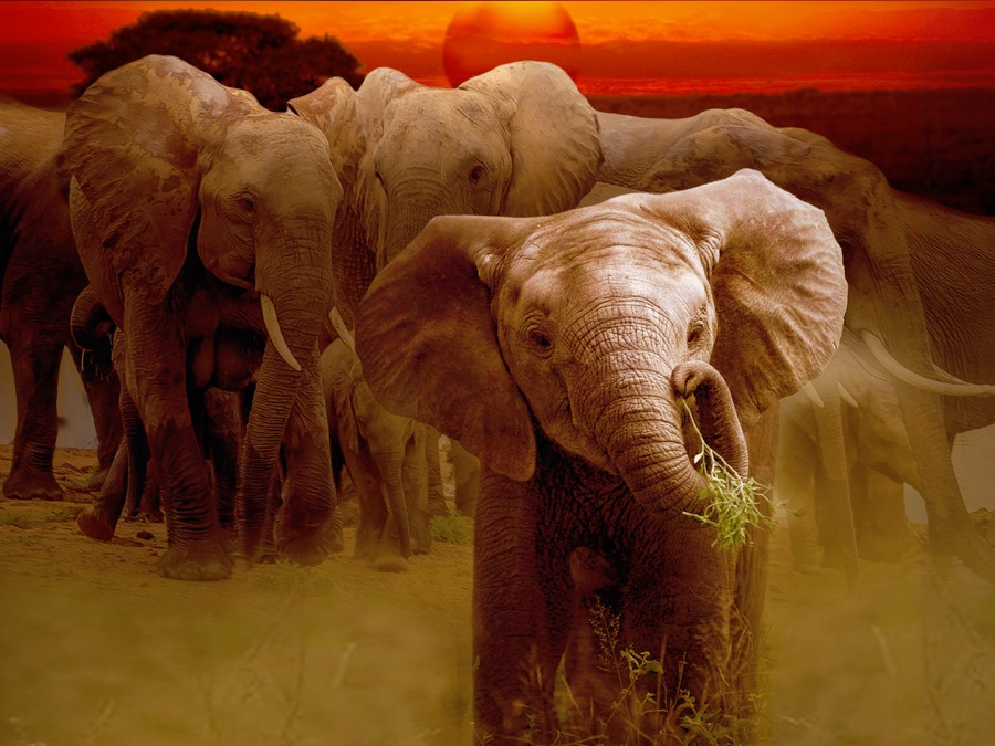 How To Be A Wild Elephant - Apple TV