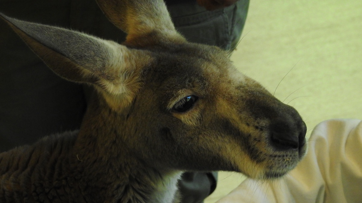 ‎Kangaroo Dave - The Zoo (Series 2, Episode 1) - Apple TV (CR)