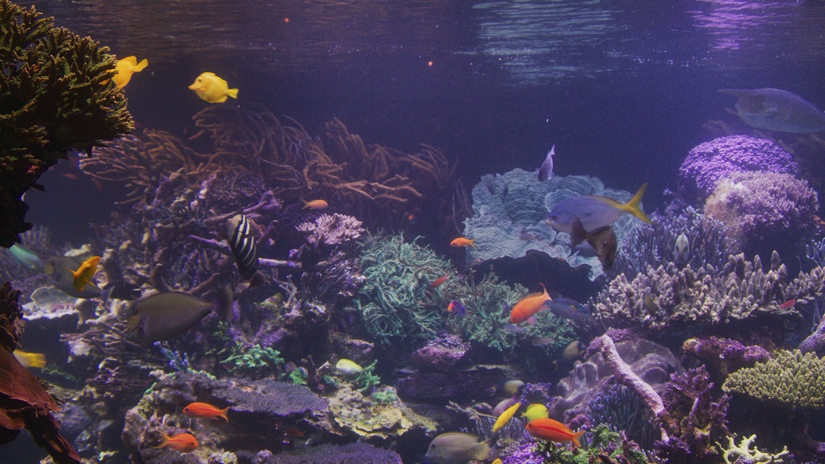 Relaxing Old Footage with Joe Pera - Apple TV (UK)