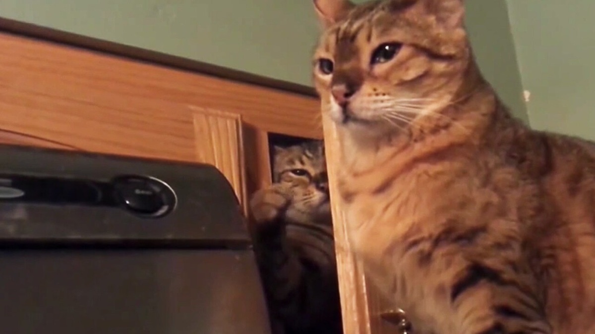 Animals Unscripted - Apple TV