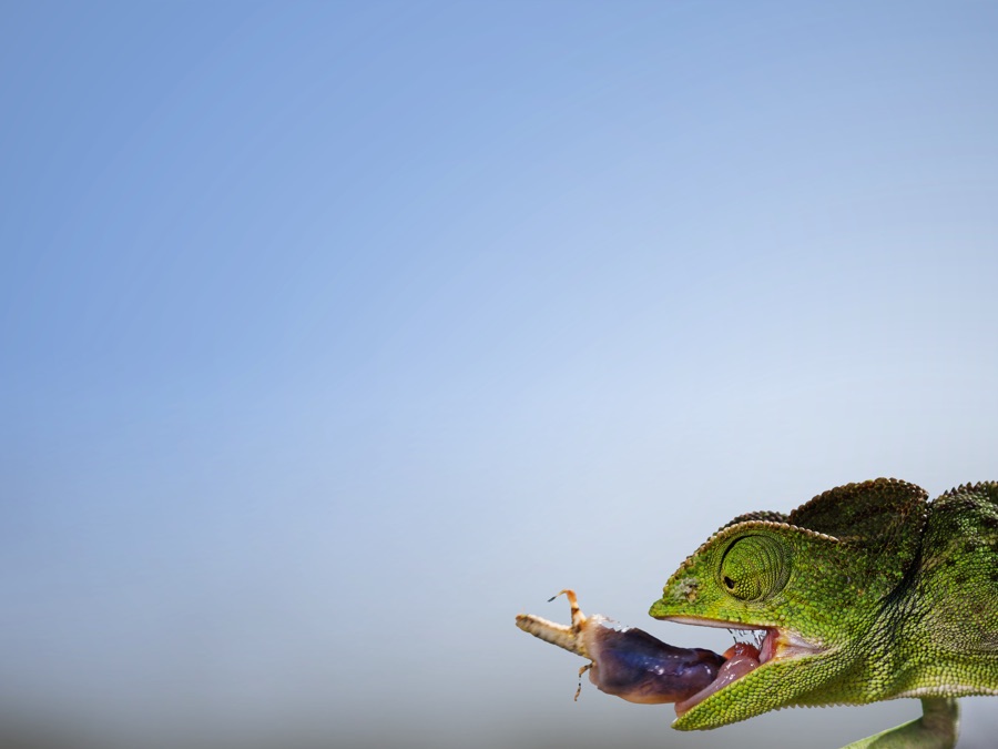 Insect World - Apple TV