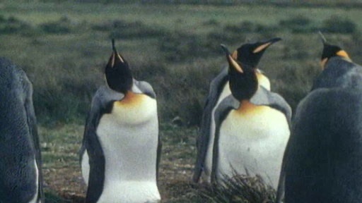 Penguin / Kiwi - Jim Henson's Animal Show (Season 1, Episode 14) - Apple TV