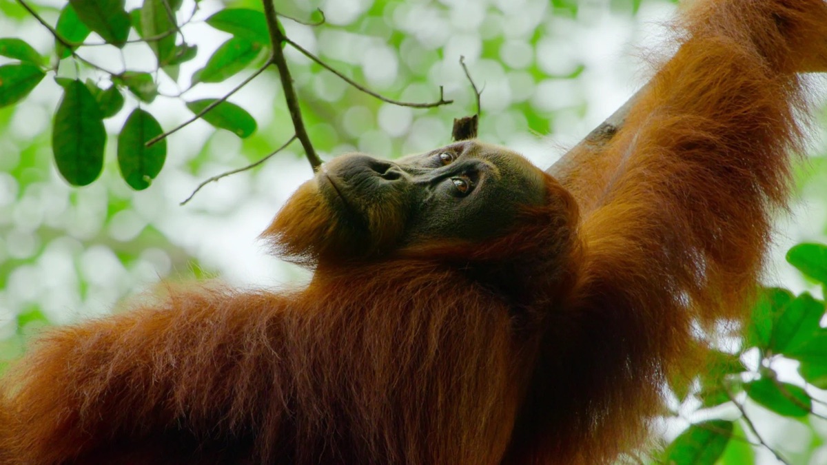 ‎Gunung Leuser, Indonesia - Our Great National Parks (Series 1, Episode ...