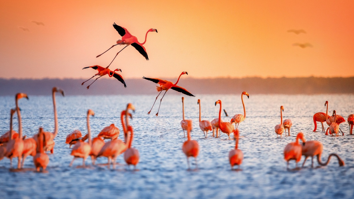‎Key Birds of Africa – The Great Tours: African Safari (Season 1 ...