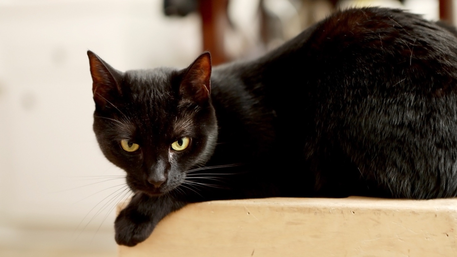 My Cat From Hell | Apple TV