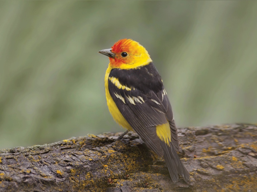The National Geographic Guide to Birding in North America - Apple TV