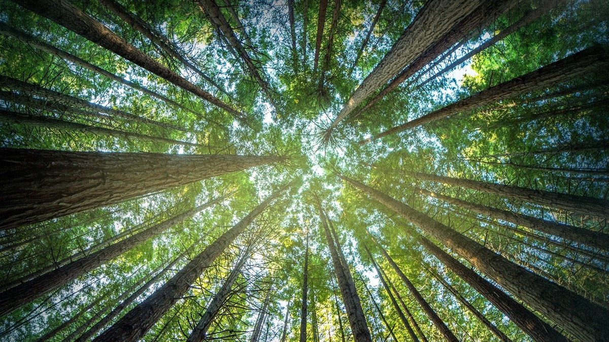 Timber Titans - Apple TV (CA)