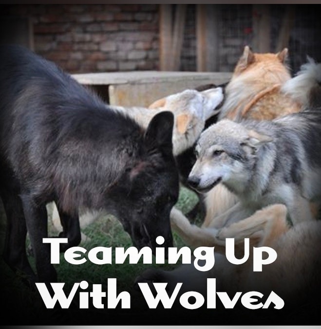Teaming Up With Wolves - Apple TV (UK)