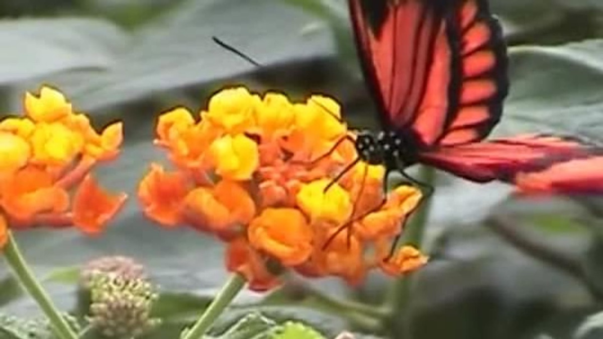 The Story of the Butterfly - Apple TV (AU)