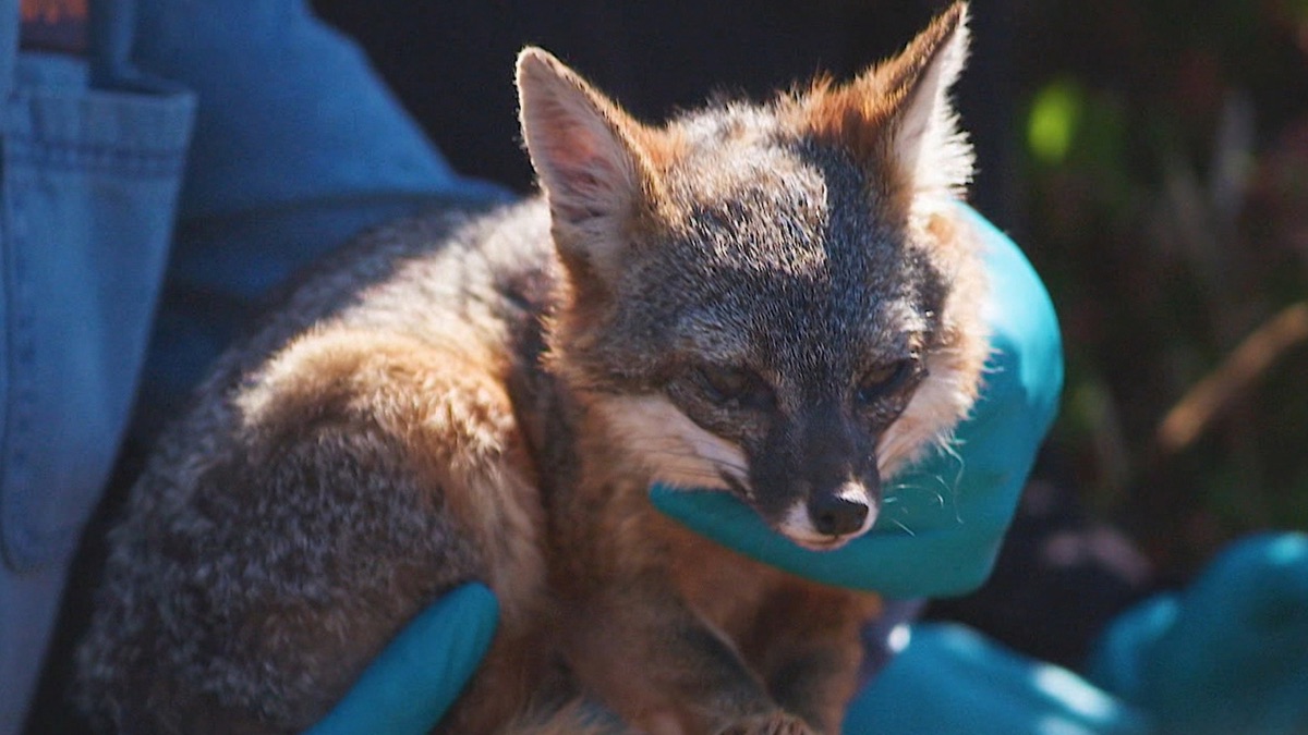 The Lost Fox of the Channel Islands - Mutual of Omaha's Wild Kingdom Protecting the Wild (Season ...