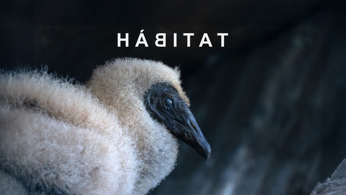 ‎El gran baile: Un cuento de flamencos - Hábitat (Series 1, Episode 3 ...