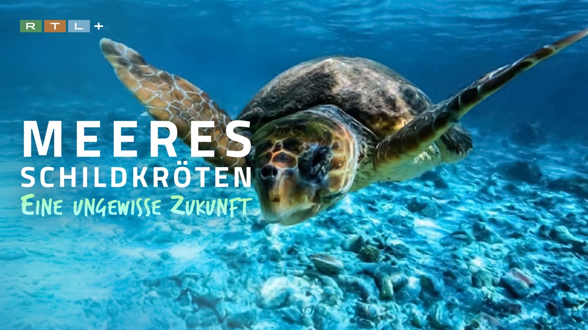 The Last Turtle - Apple TV