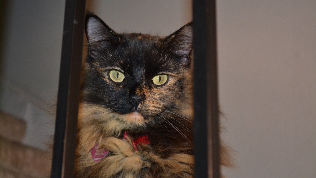 Macho Cat - My Cat From Hell (Series 4, Episode 5) - Apple TV (FI)