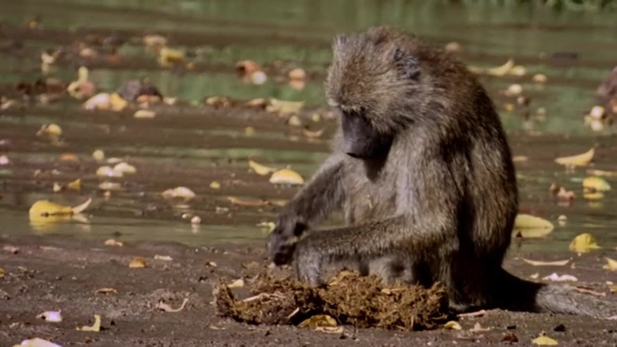 Monkey Hunters - Apple TV