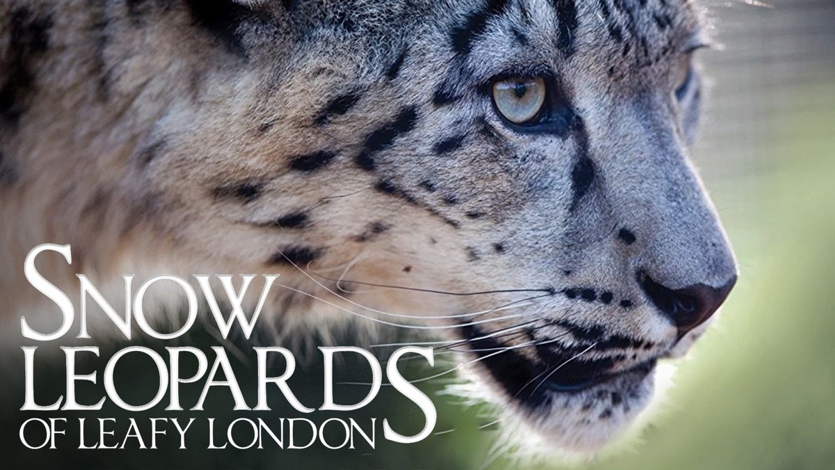 ‎Snow Leopards of Leafy London - Apple TV