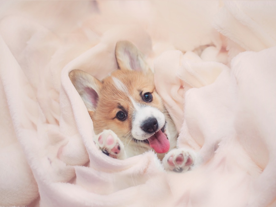 Too Cute! | Apple TV