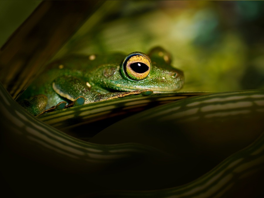The Secret Life of Frogs - Apple TV (AU)