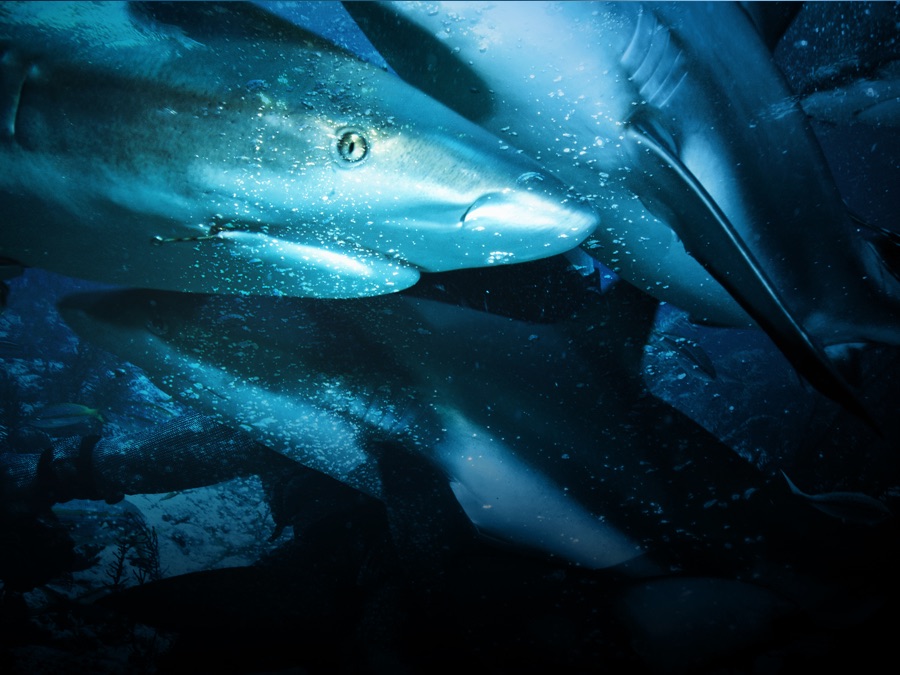 Shark Storm - Apple TV