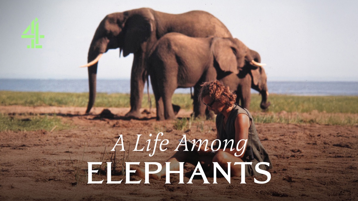 ‎A Life Among Elephants - Apple TV