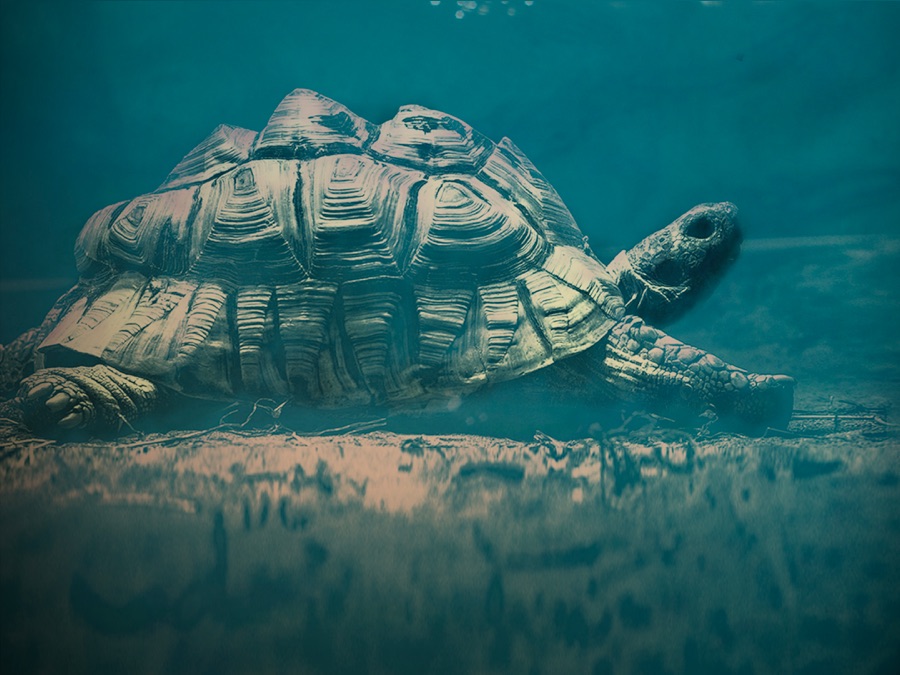 Turtles Prehistoric Beasts - Apple TV