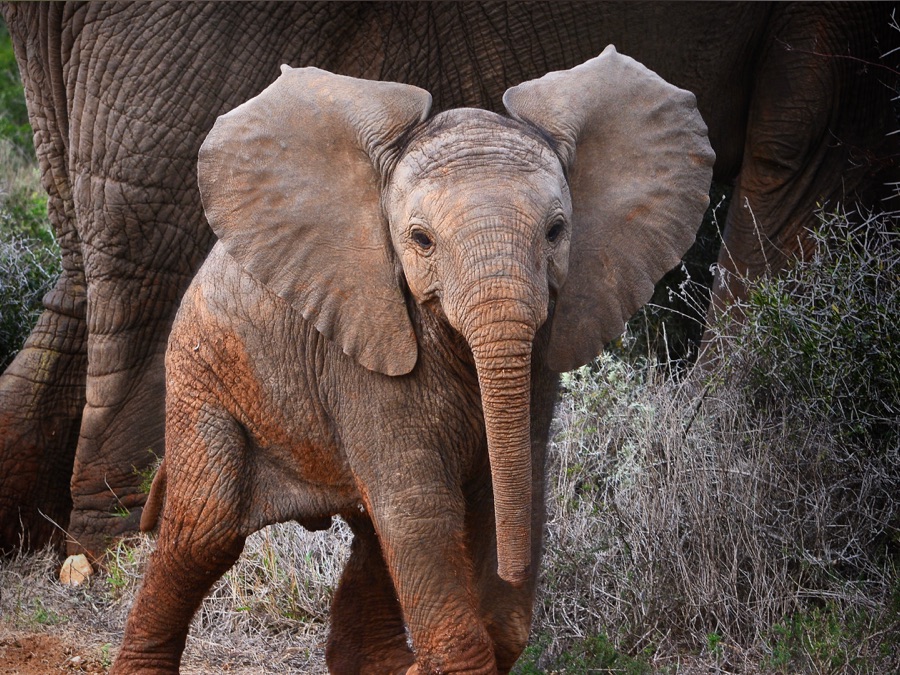 Paseka The Easter Elephant - Apple TV (CA)