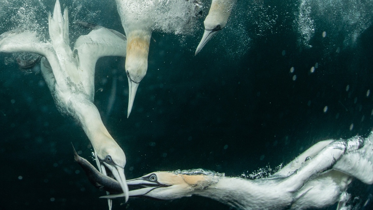 Episode 1 - Animals with Cameras (Series 2, Episode 1) - Apple TV (UK)
