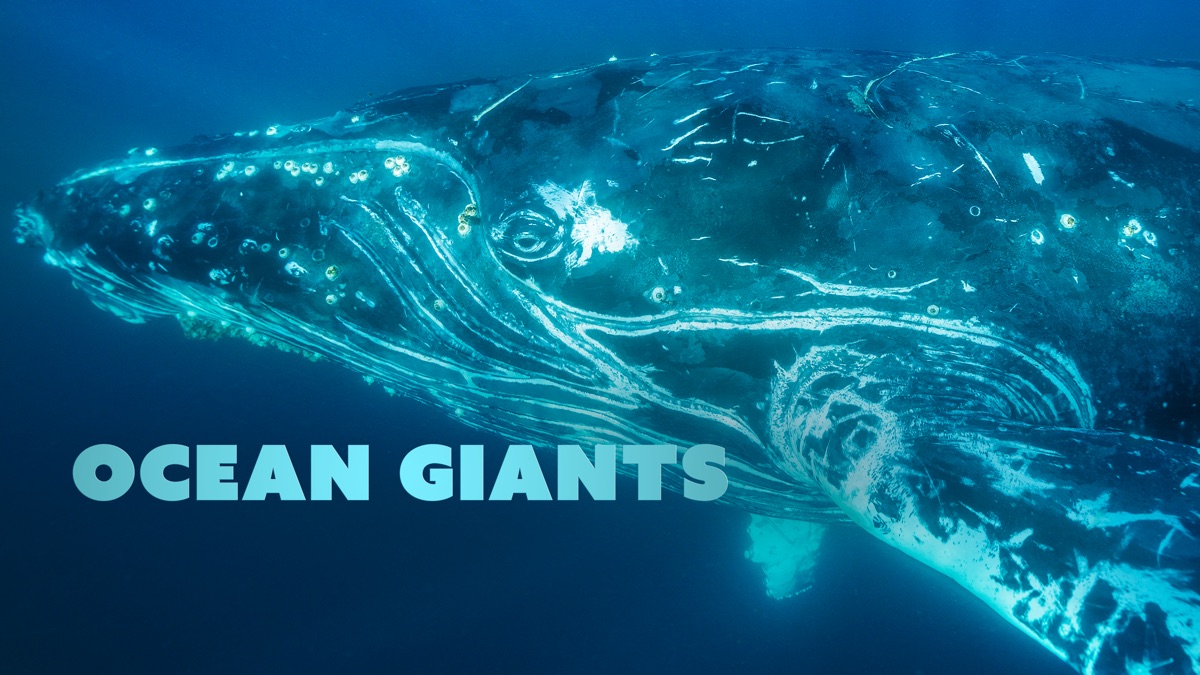 Ocean Giants | Apple TV