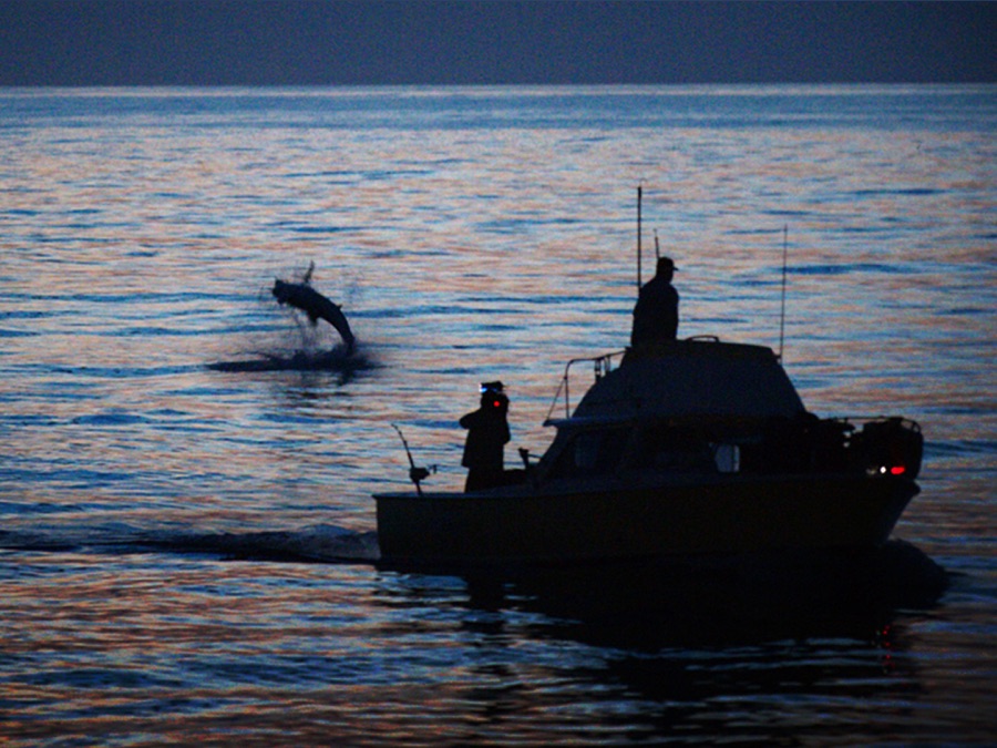 Return of the Monster Mako - Apple TV