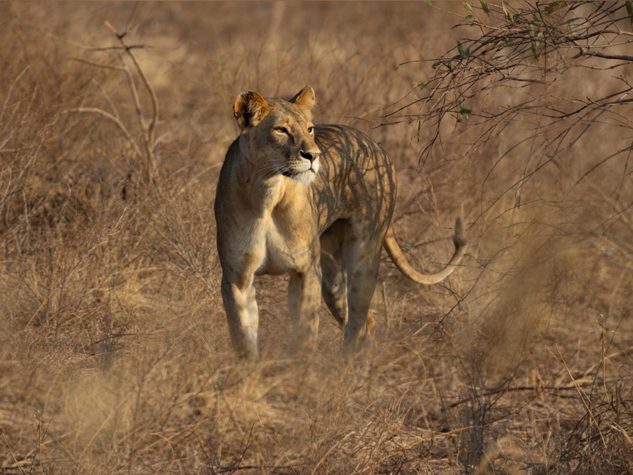 The Lion Queen - Apple TV