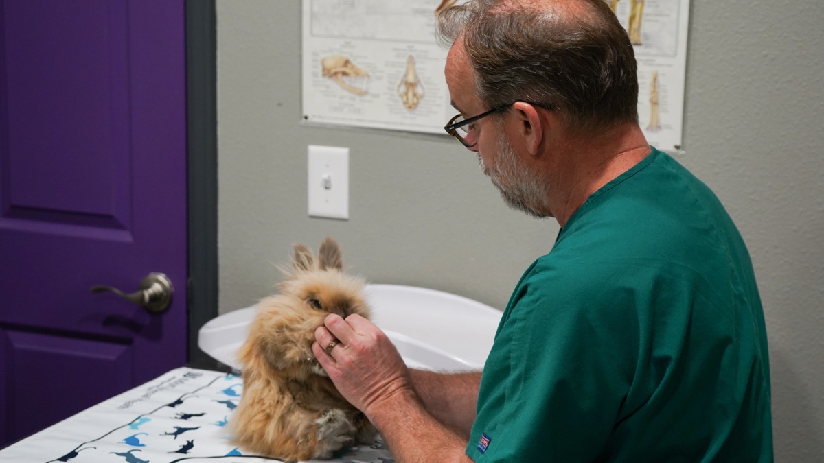 Frenchie with a Bump - Dr. Jeff: Rocky Mountain Vet (Series 7, Episode ...