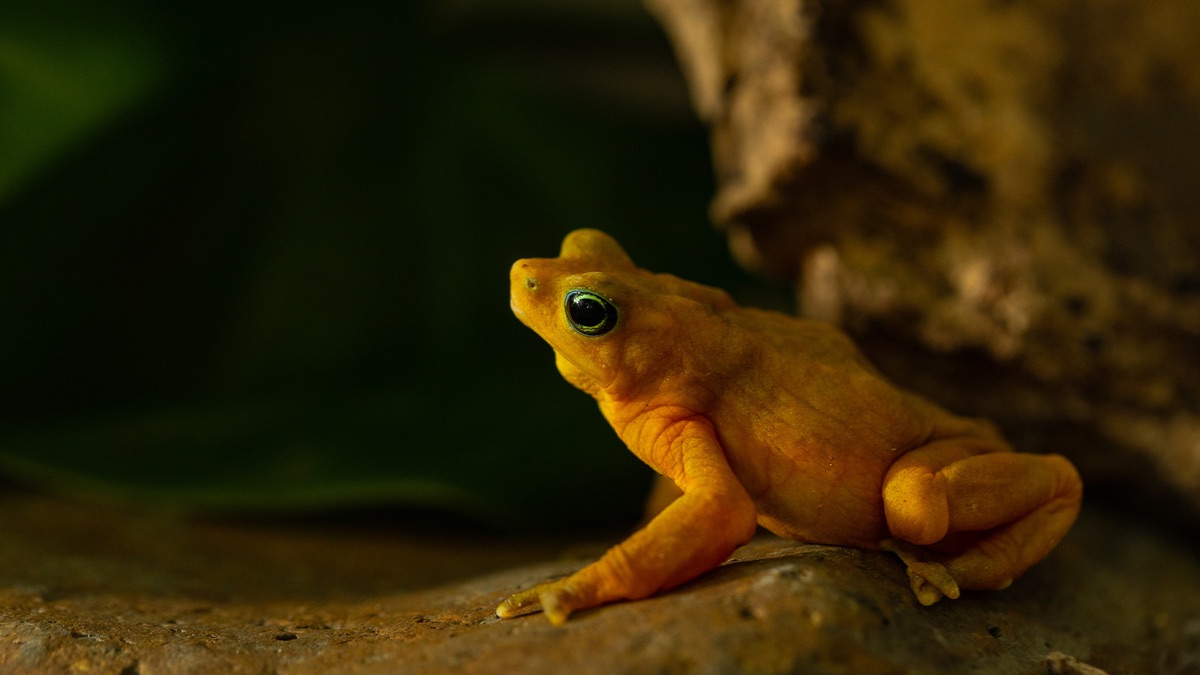 ‎The Frog Ark – Wild Hope (Season 2, Episode 11) - Apple TV (NZ)