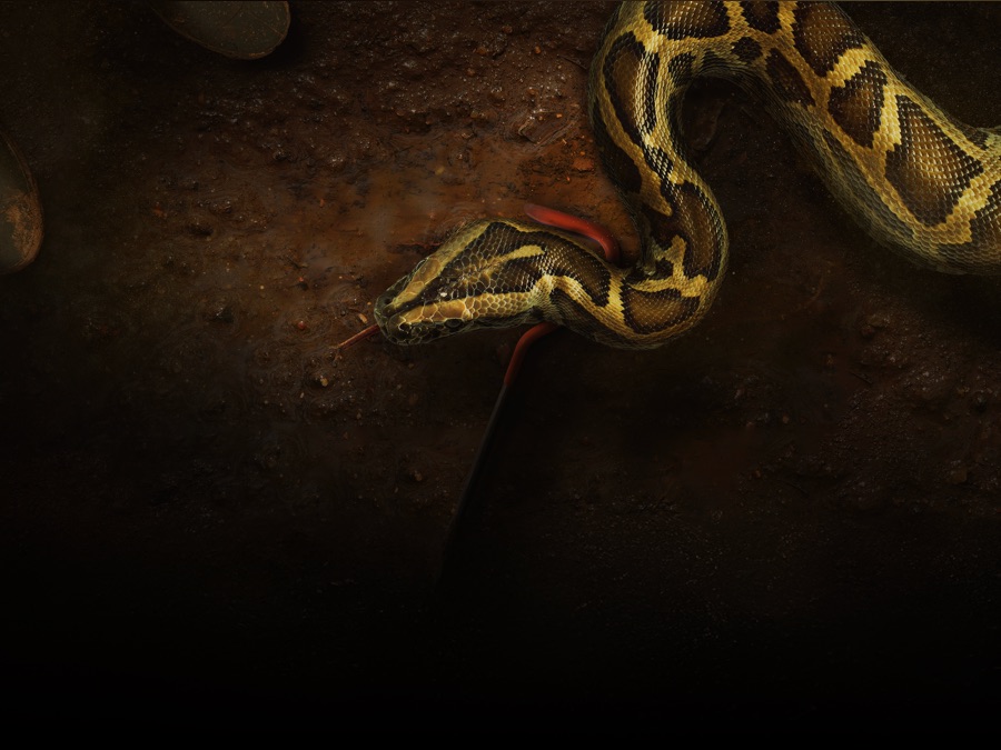 Swamp People: Serpent Invasion - Apple TV (日本)