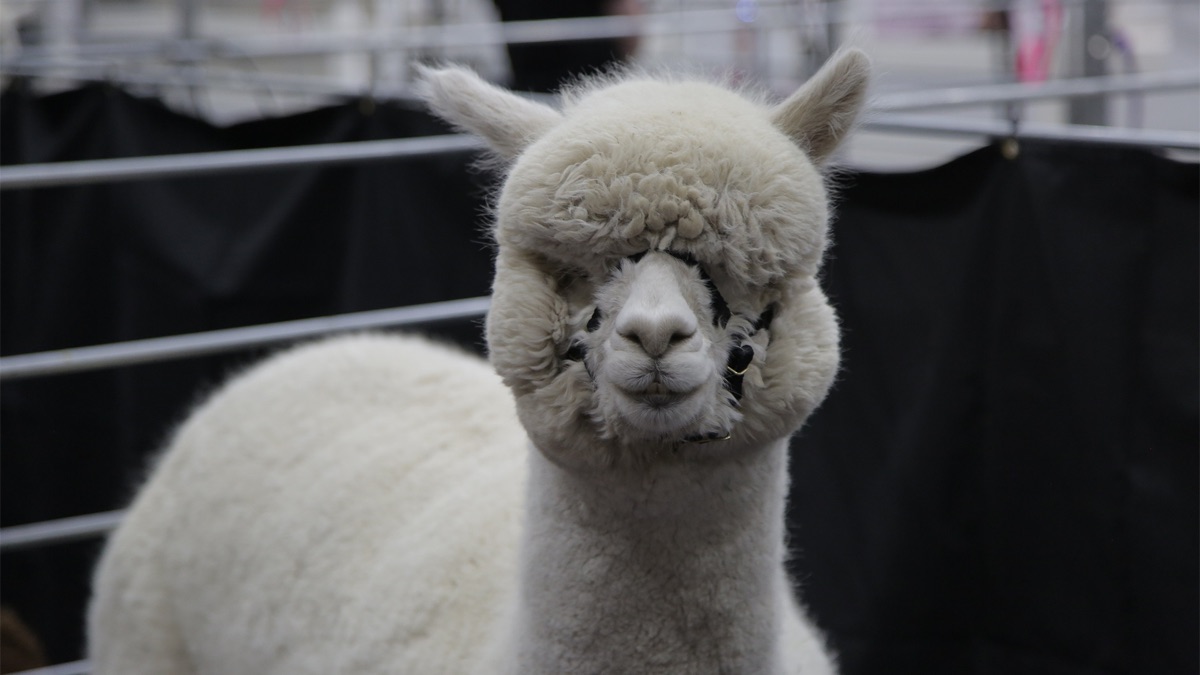 Show Me the Bunny - Going Fur Gold (Series 1, Episode 2) - Apple TV (UK)