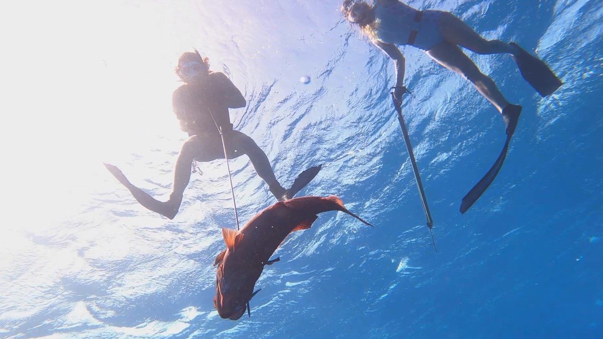 Shark Attack - Bluewater Safari (Season 1, Episode 9) - Apple TV