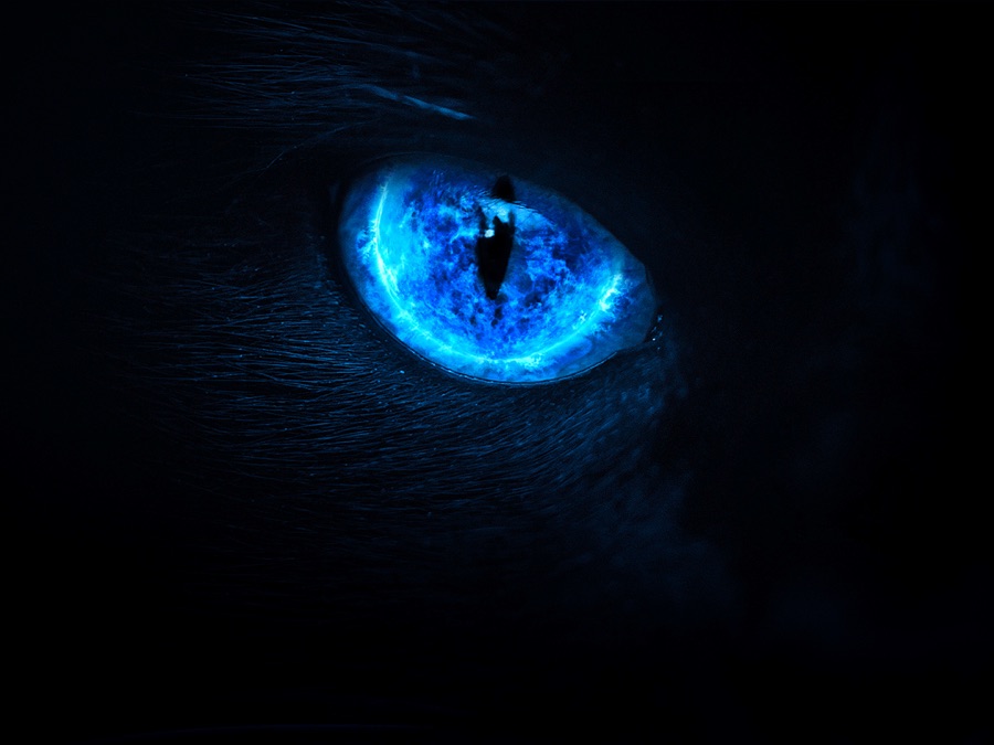 Eli Roth Presents: My Possessed Pet - Apple TV (CA)