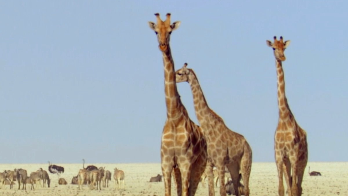 Nature's Biggest Beasts - Apple TV