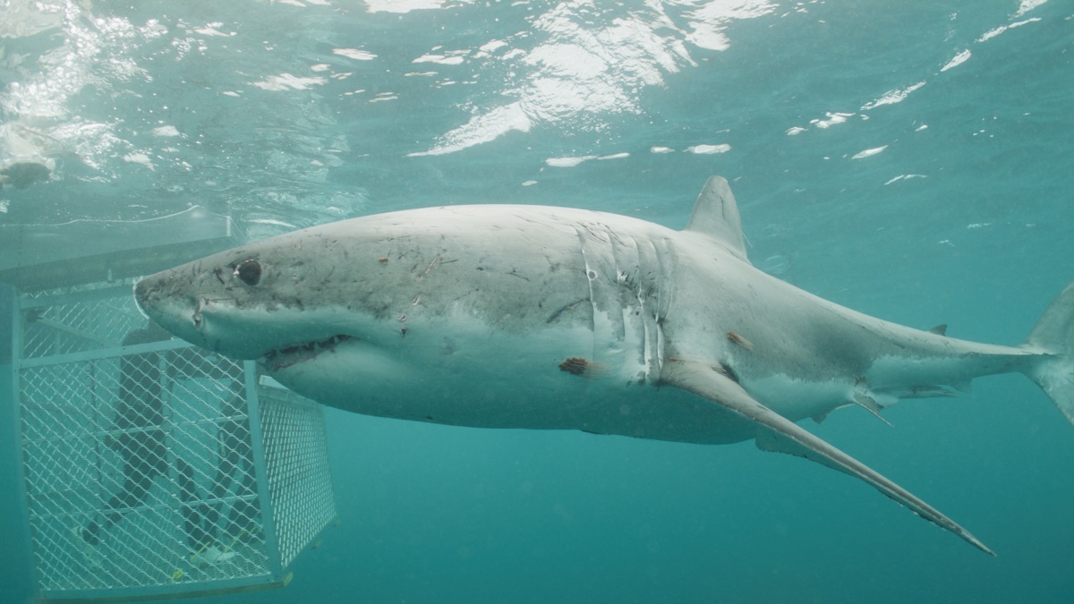 Deadliest Bite - Deadliest Bite (Series 1, Episode 1) - Apple TV (IE)