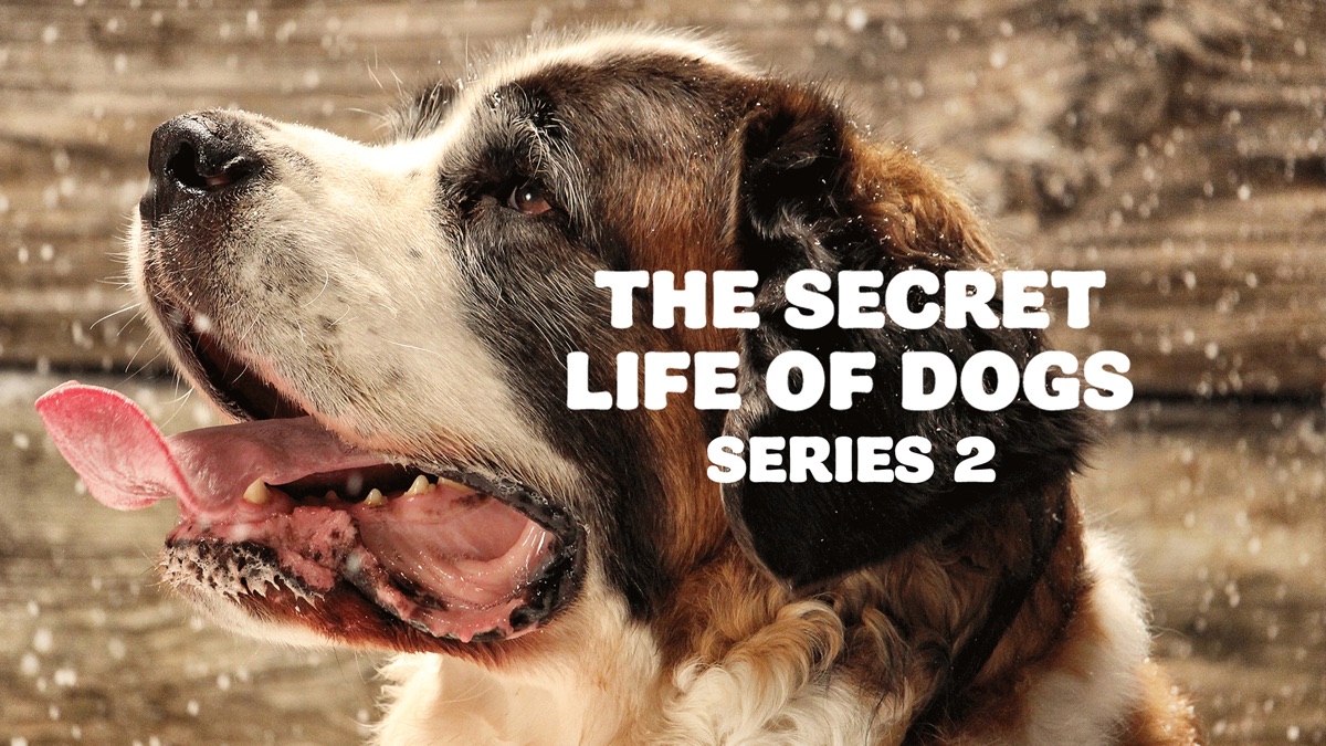 ‎The Secret Life of Dogs - Apple TV