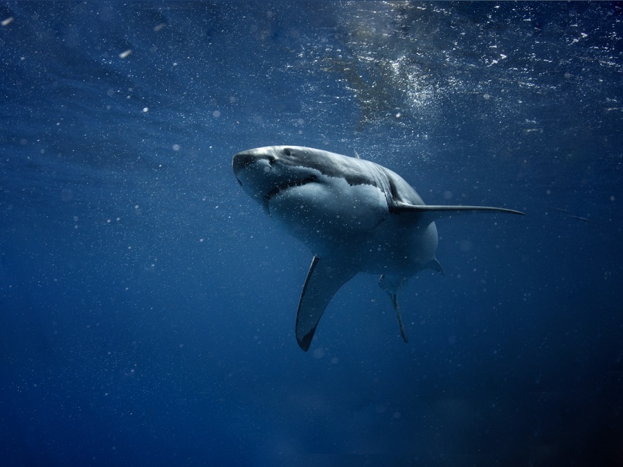 Diving with Sharks: the Ultimate Guide - Apple TV (CA)