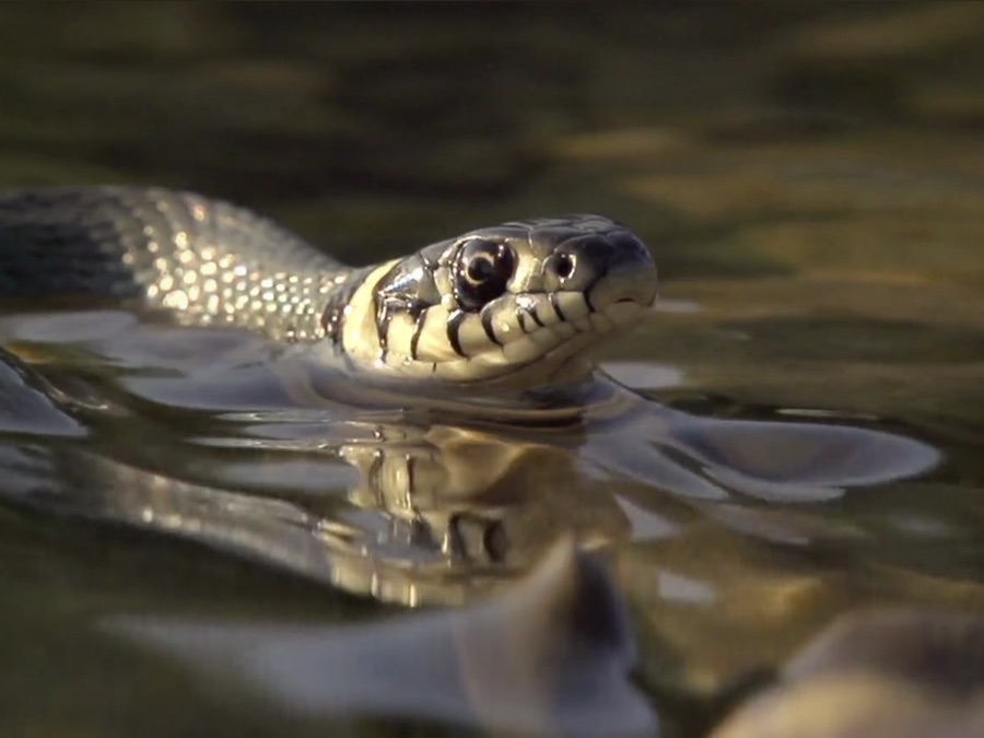 Secret Life of Snakes - Apple TV (UK)
