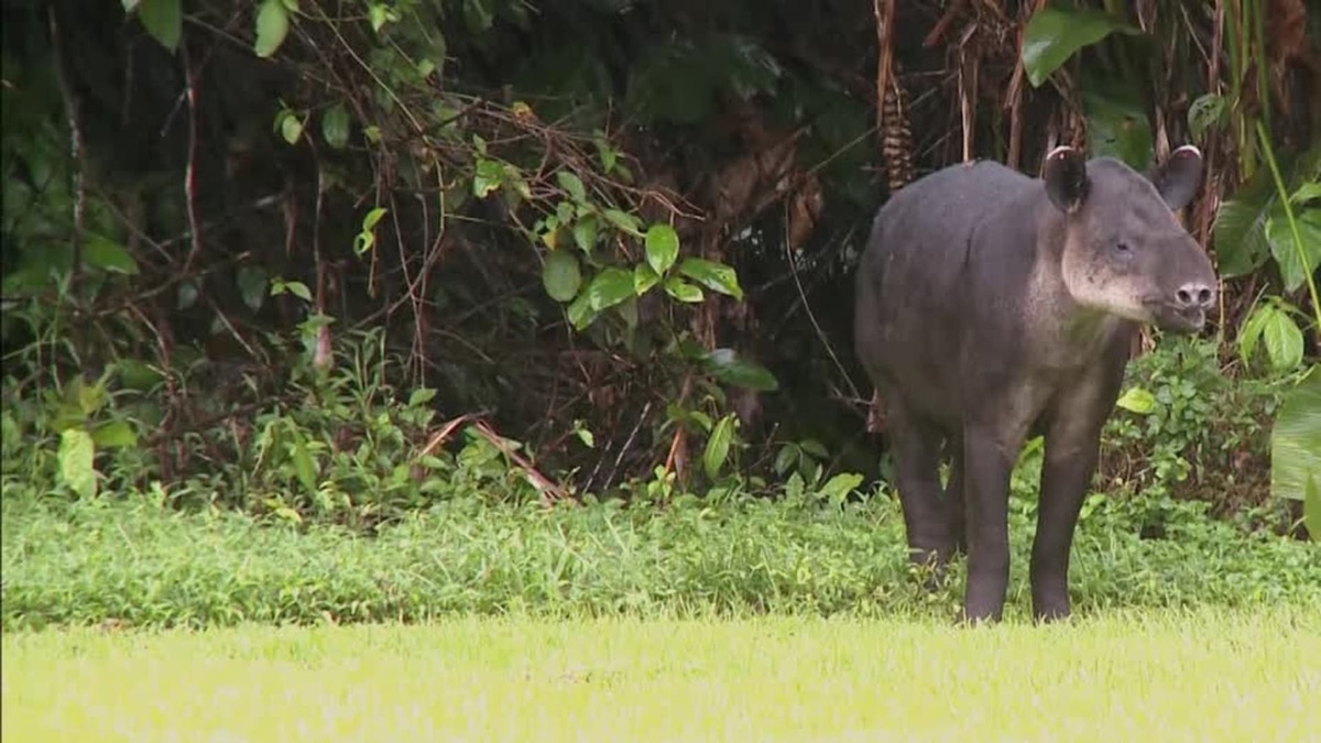 Costa Rica: Quest for Pura Vida - Apple TV