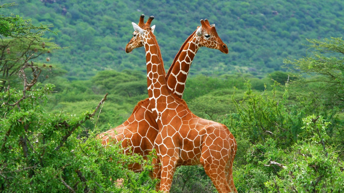 Shape - Evolve (Season 1, Episode 9) - Apple TV