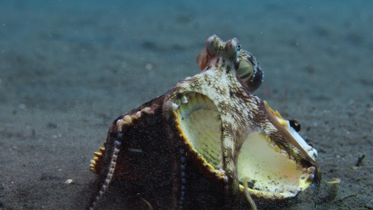 Masterminds - Secrets of the Octopus (Series 1, Episode 2) - Apple TV (SG)